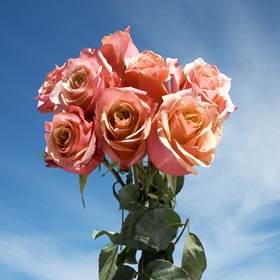 Orange Pink Roses for Delivery | Global Rose