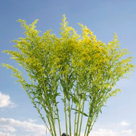 Order Aster Solidago Flowers | Global Rose