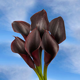Order Dark Purple Mini Calla Lily Flowers | Global Rose