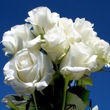 Cheap Amazing White Roses | Global Rose