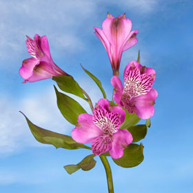Order Select Lavender Alstroemeria Flowers | Global Rose