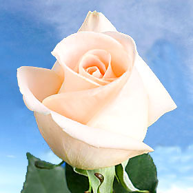 Osiana Rose | Global Rose