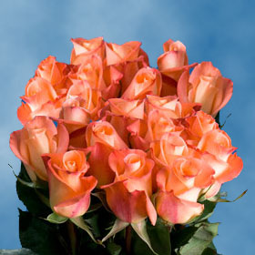Peach Color Rose | Global Rose