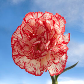 Peppermint Color Carnations 200 | Voonu