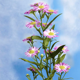 Aster Pink 22 Bunches | Miva