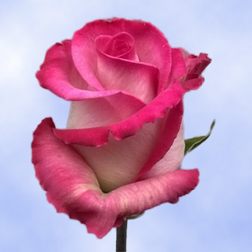 Pink Long Stem Roses Wholesale Weddings Floral Supplies | Global Rose
