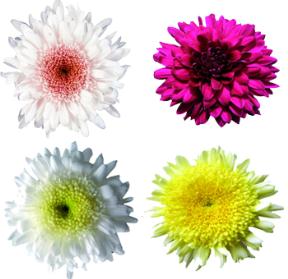 Send Assorted Disbud Chrysanthemum Flowers | Global Rose