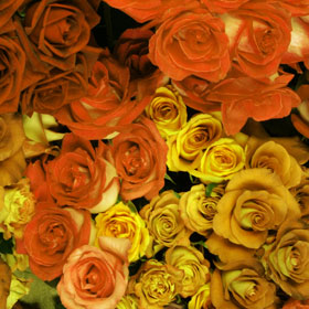 Premium Fall Colored Roses | Global Rose