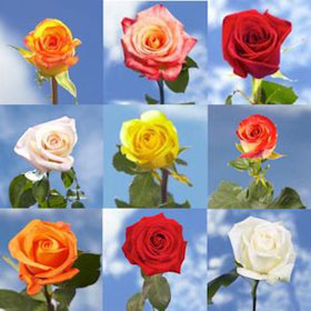 Premium Your Choice of Dozen Color Roses | Global Rose