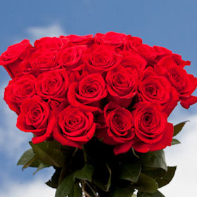 Red Rose Special | Global Rose