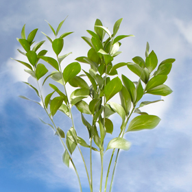 Fresh Ruscus Leaves | Global Rose