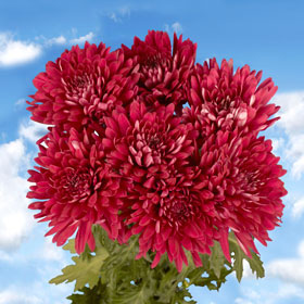 Color tones for all Burgundy Chrysanthemum Disbud Flowers may vary due ...