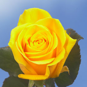 Send Valentine's Day Yellow Roses | Global Rose