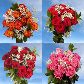 Send Your Choice of Dozen Elegant Color Roses with Fillers | Global Rose