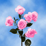 Florist Hot Pink Spray Roses | Global Rose