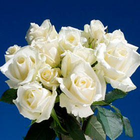 Ship White Roses | Global Rose