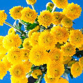 Vibrant Assorted Yellow Chrysanthemum Button Flowers | Global Rose