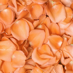 Vibrant Orange Rose Petals | Global Rose