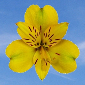 Vibrant Super Yellow Alstroemeria Flowers | Global Rose