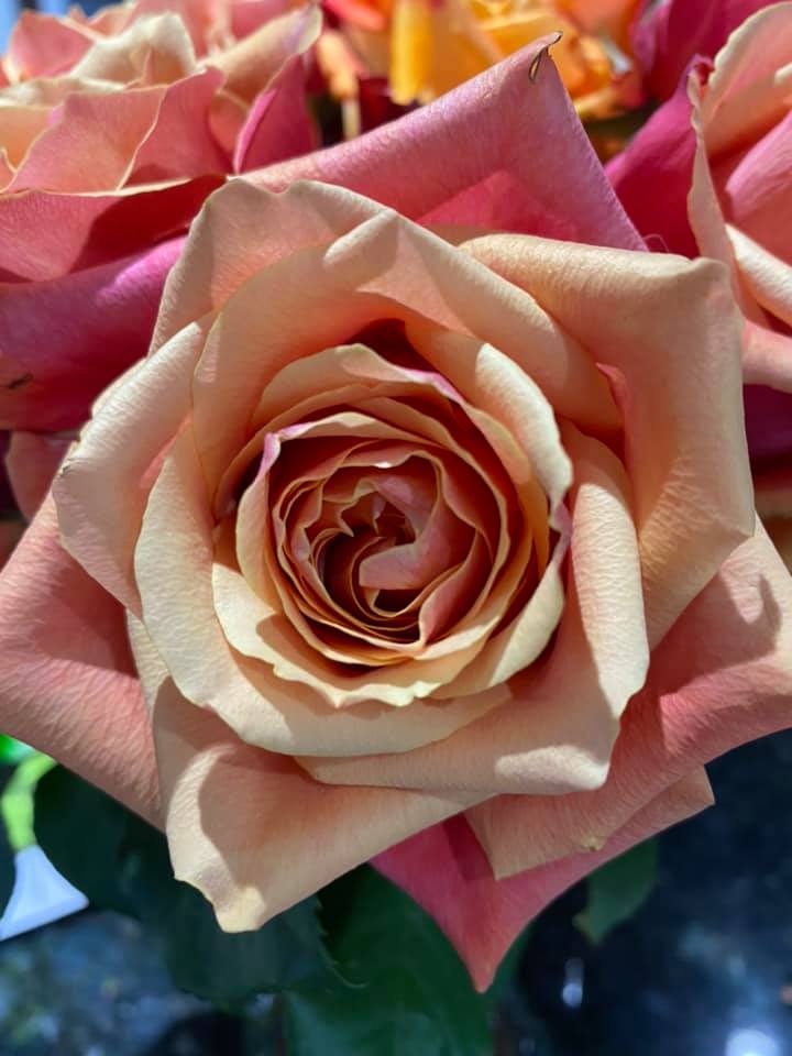 GlobalRose: Testimonials